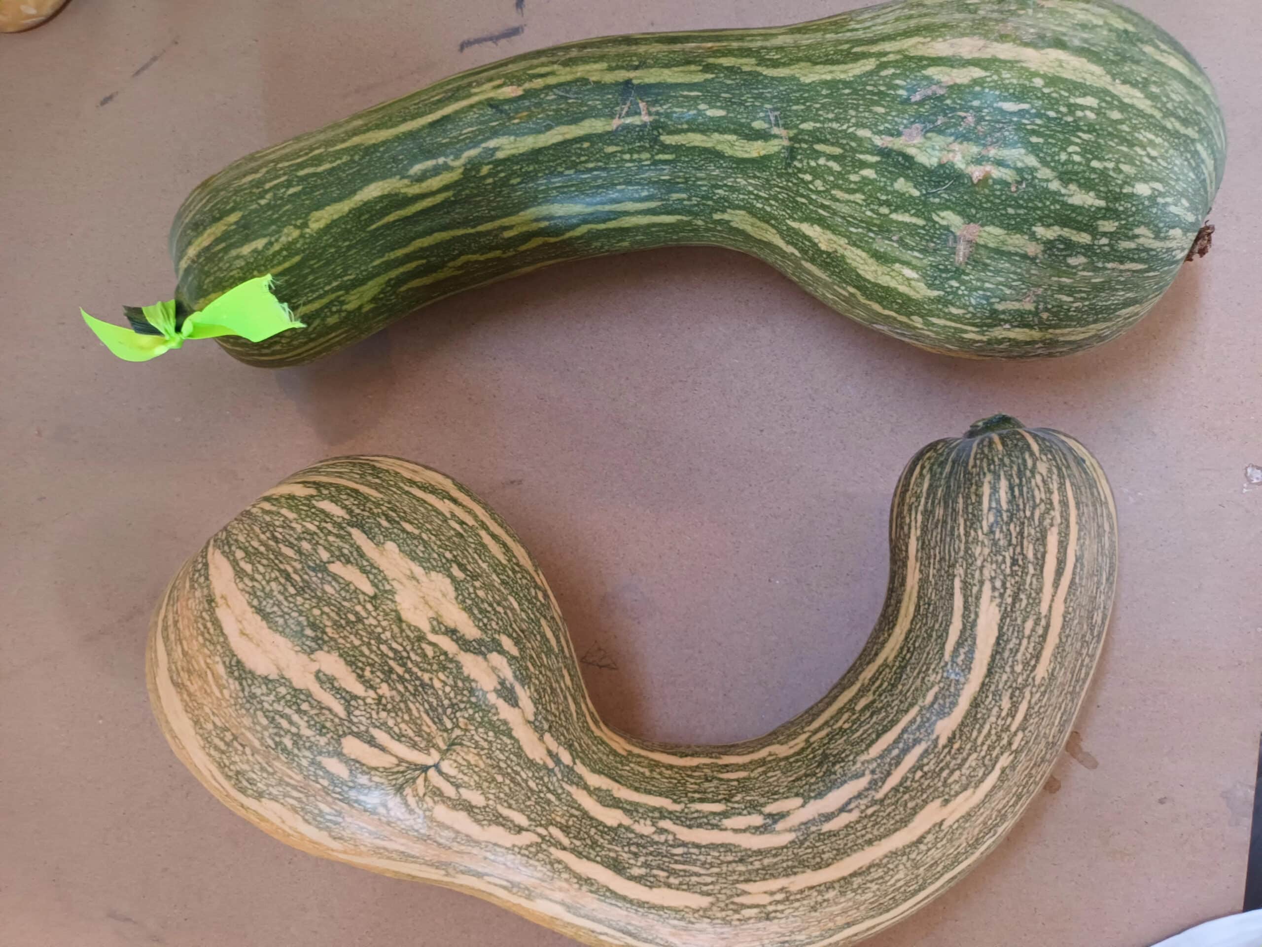 Calabaza Guinea - Agrodiverso