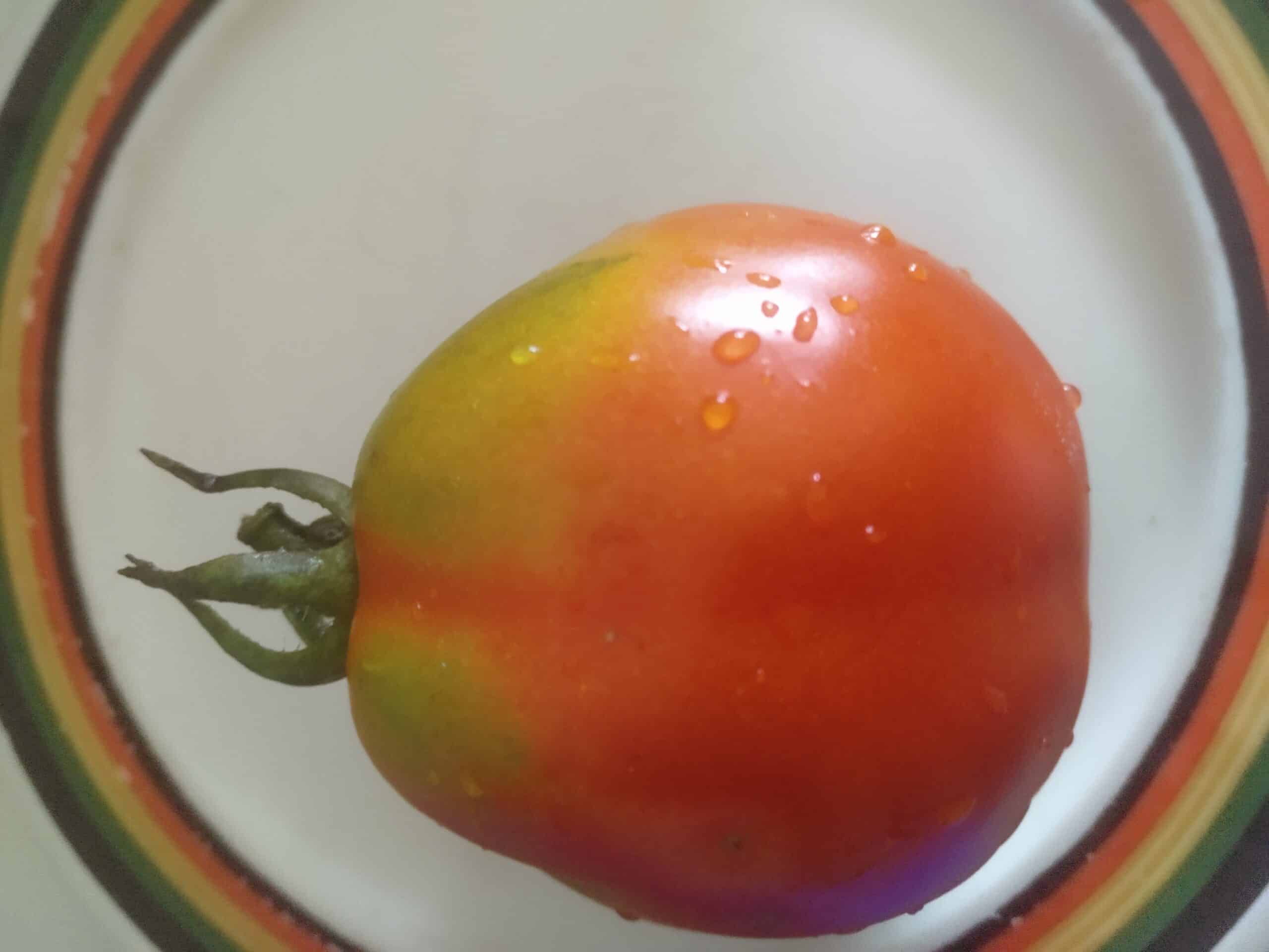 Tomate Pera de la Huerta - Agrodiverso