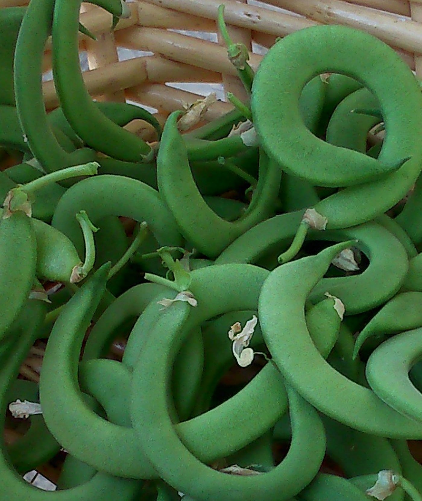 Judía Del Gancho - Agrodiverso